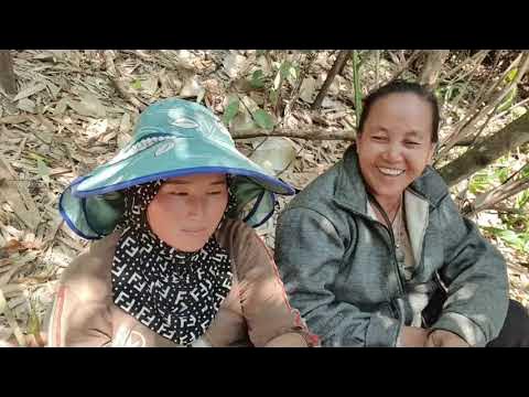 niam peb plaub leeg luaj teb qig zog lawm 2024 - YouTube