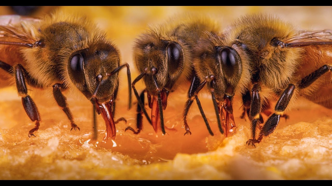 The Bees - YouTube