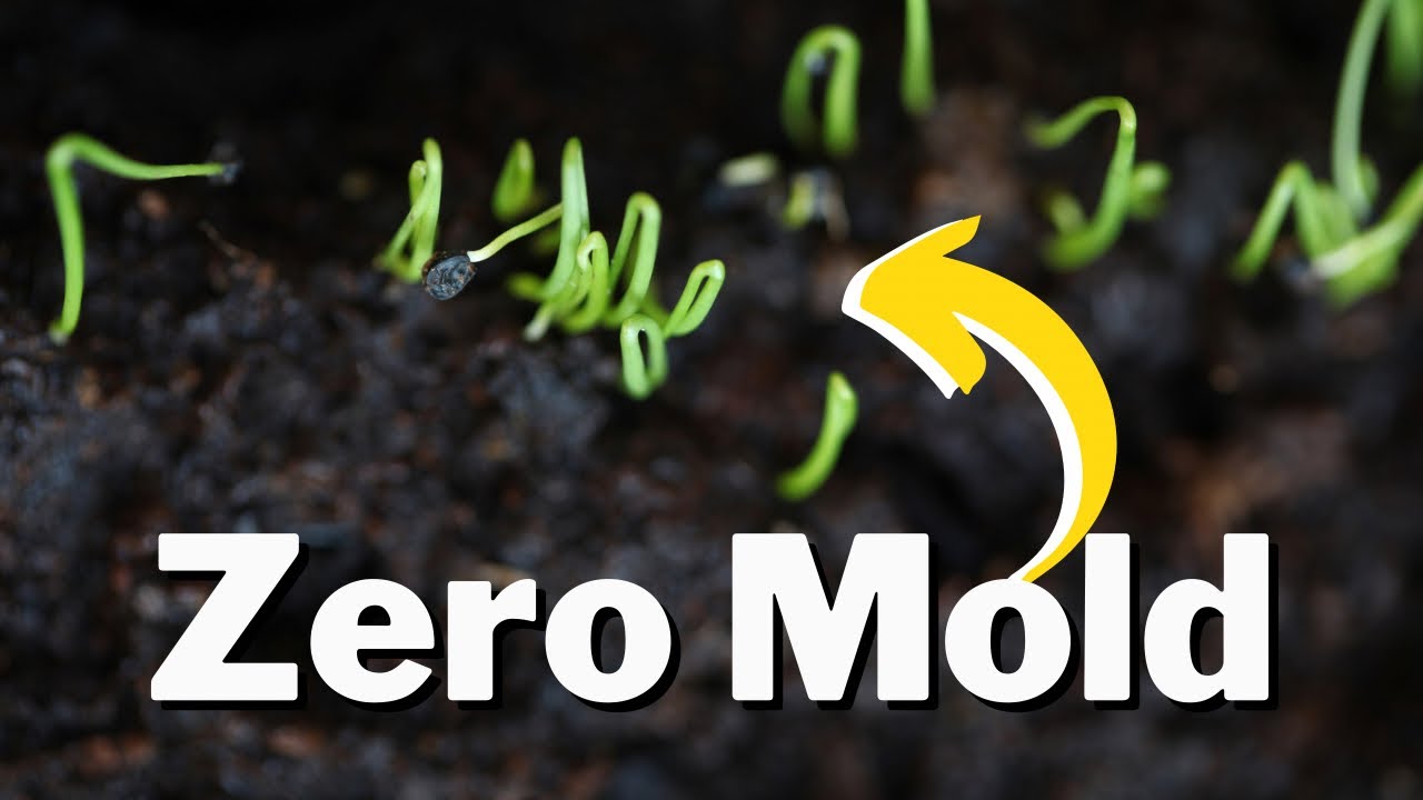 How To Start Onion Seeds Using A Soil Blocker - YouTube