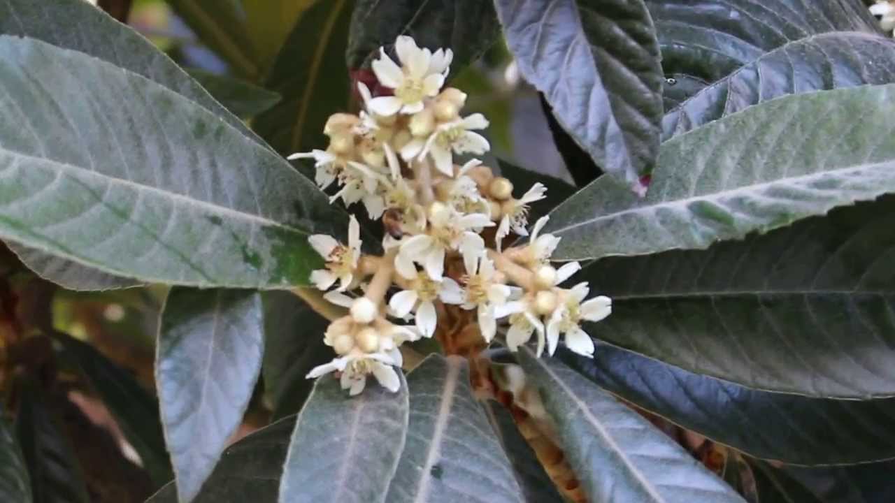 Bees Pollinating Loquat Flowers - YouTube