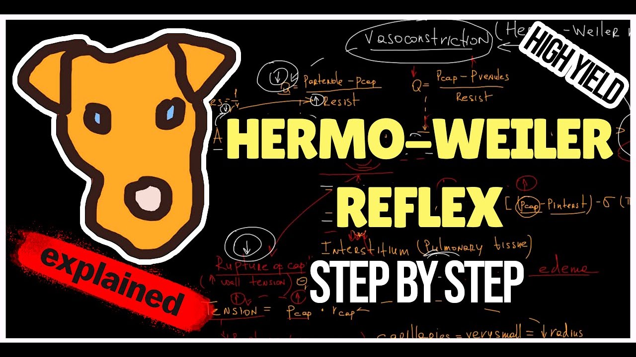Hermo-Weiler Reflex / Kitaev reflex Mechanism of clinical symptoms ...
