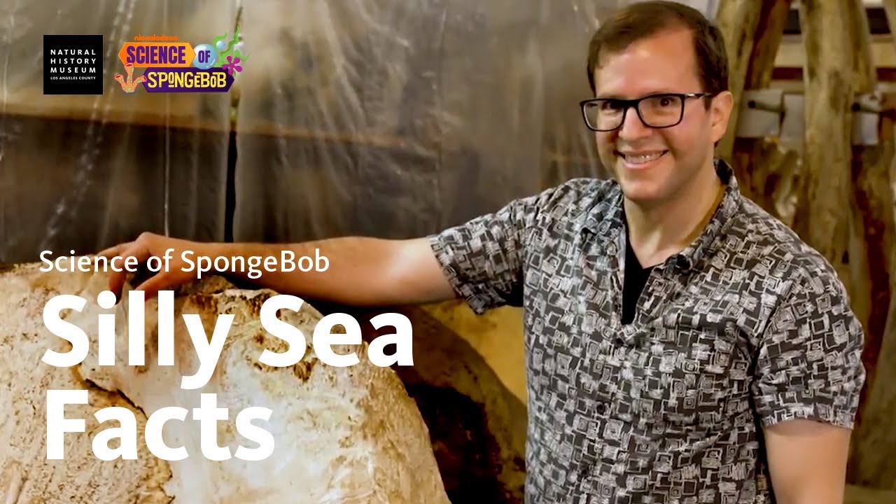 Science of SpongeBob: Silly Sea Facts #SpongeBob #Science #NHMLA - YouTube