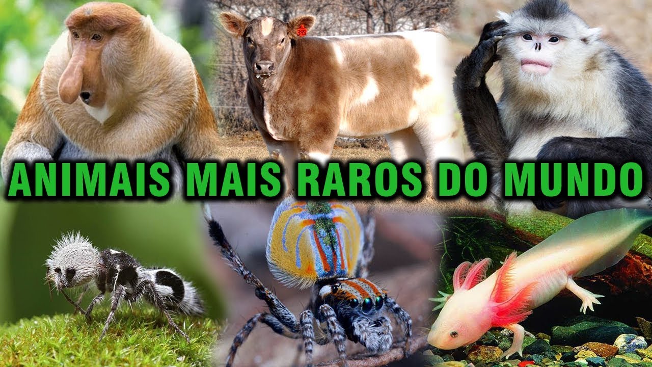 Os 100 Animais Mais Raros Do Mundo - FDPLEARN