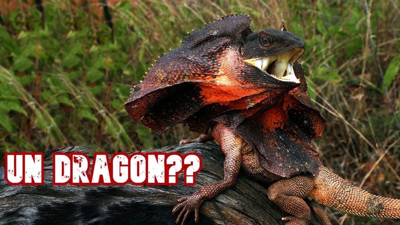 Top 10 Animales Mas Raros Del Mundo - YouTube