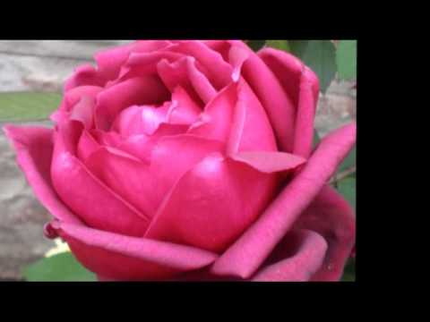Expert Rose Care - YouTube