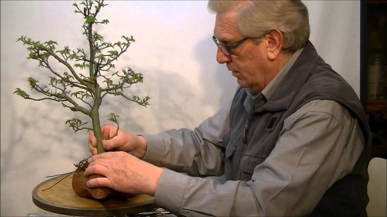 Marcotteren (air layer) van een Acer palmatum shishigashira Toriki ...