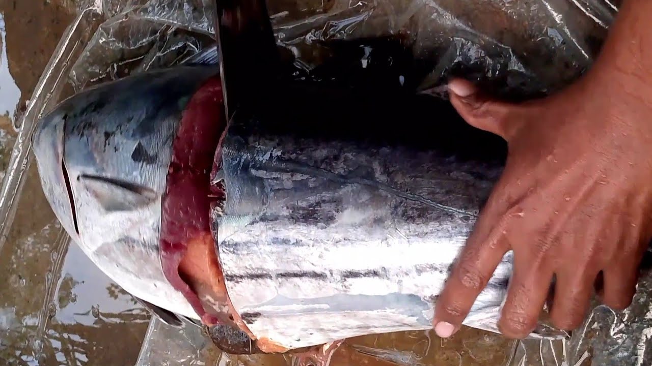 Cutting Big Puyan #asmr #cutting #fish #satisfying - YouTube