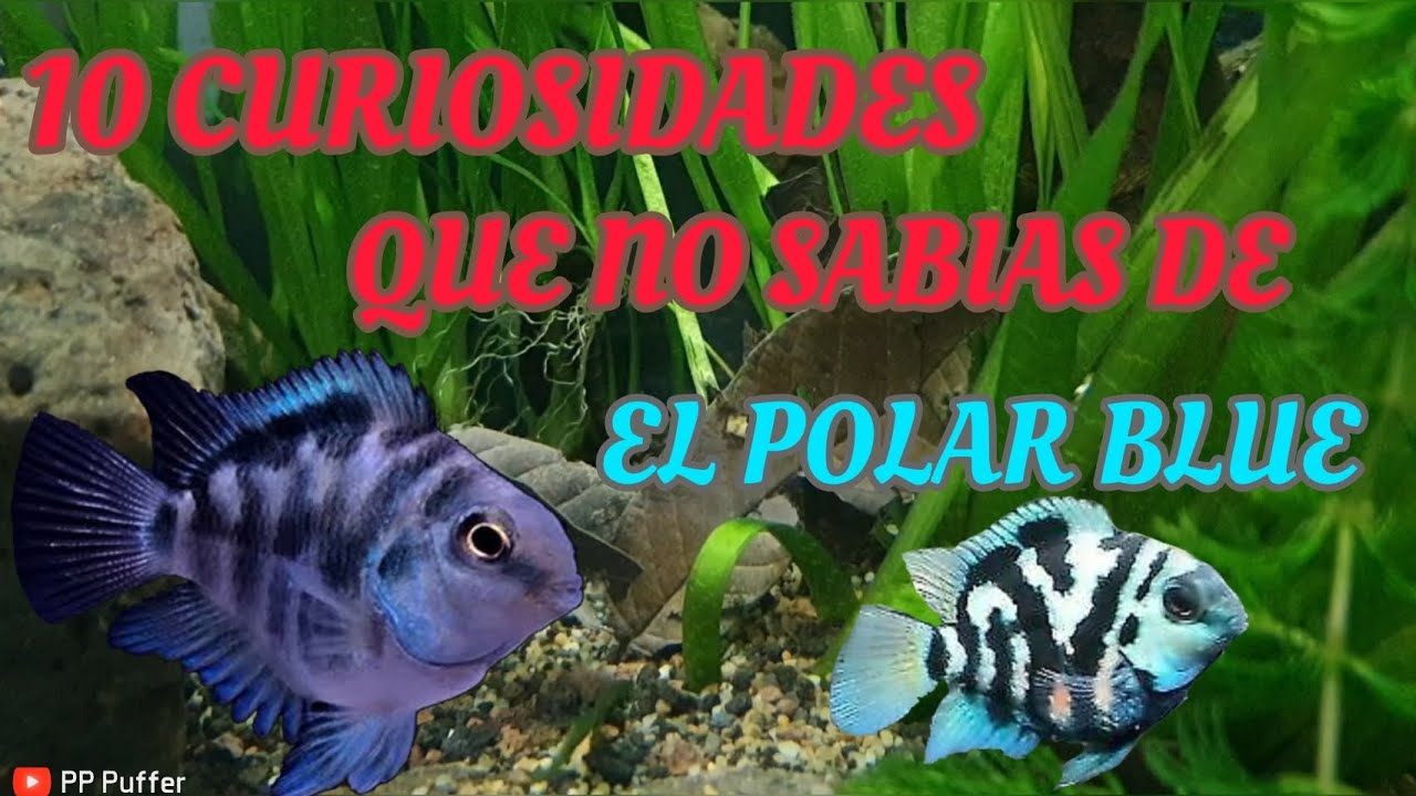 10 Curiosidades Sobre El Polar Blue - YouTube