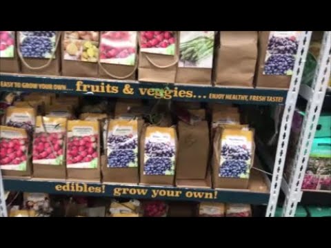 What Keeps Birds Away From Blueberry Bushes
