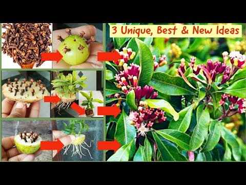 3 New Ideas:How to grow clove plant from seeds|Growing clove plant from ...