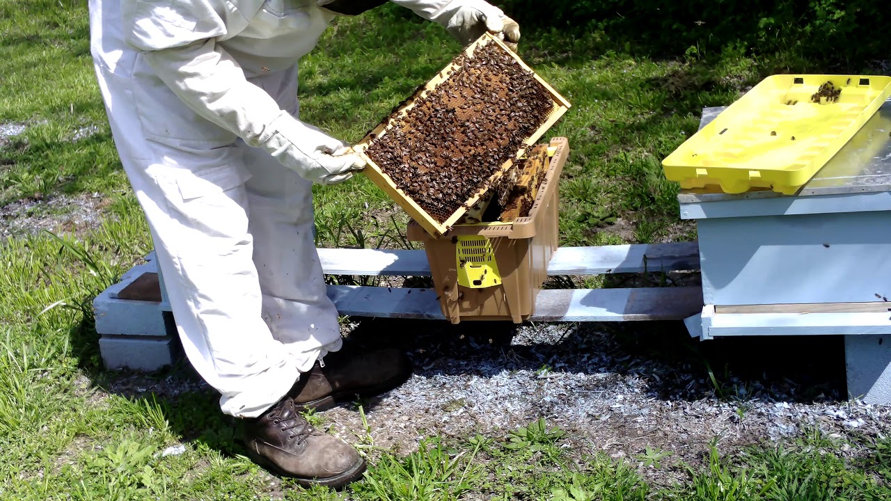 Queen Grafts Round 2 - YouTube