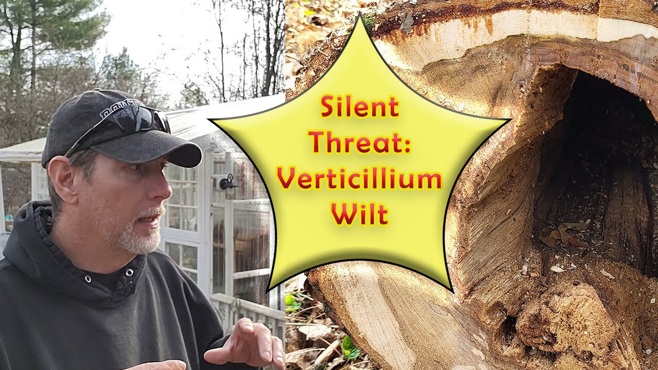 Understanding Verticillium Wilt | A Threat to Your Plants - YouTube