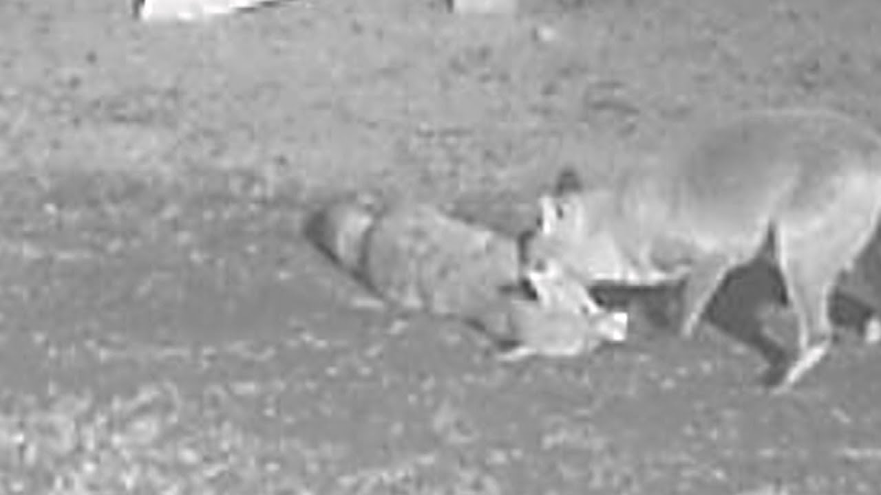 Fox attacks dead fox - YouTube