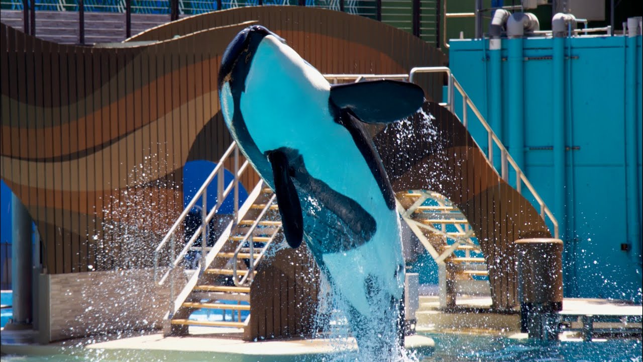 Orca Encounter @ SeaWorld Orlando Full Show 6/2/24 12:00 - YouTube