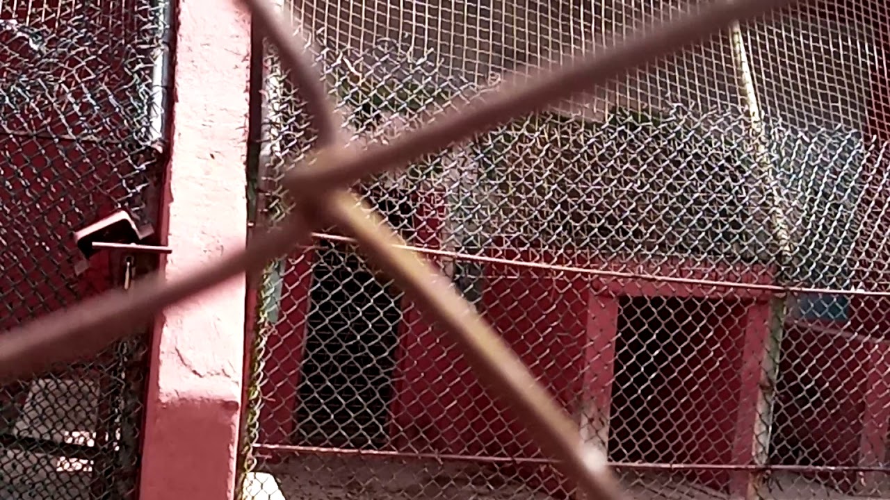 LION DEVOURED A GOAT AT OGBA ZOO - YouTube