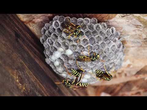 There are safer and more effective ways to kill wasps than method used in viral gasoline TikTok tren