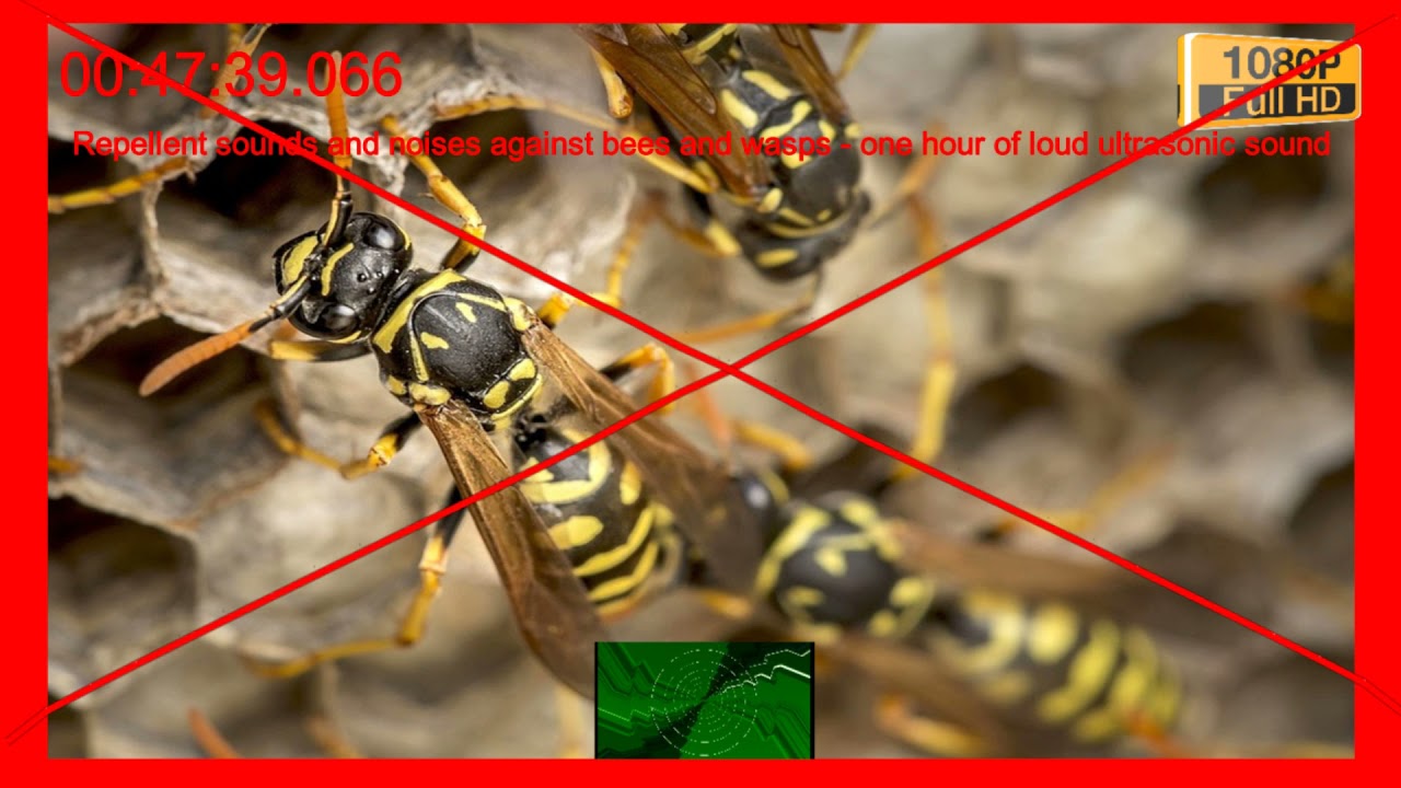 Repellent sounds and noises against bees and wasps - one hour of loud ...