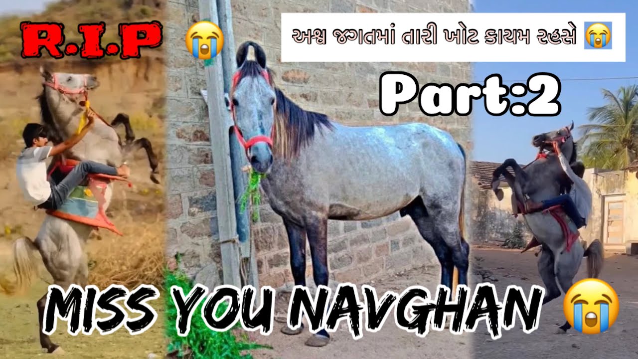 Miss You Navghan 😭 અશ્વ જગતની દુનિયામાં નવઘણ તારી ખોટ કાયમ રહસે 😭 - YouTube