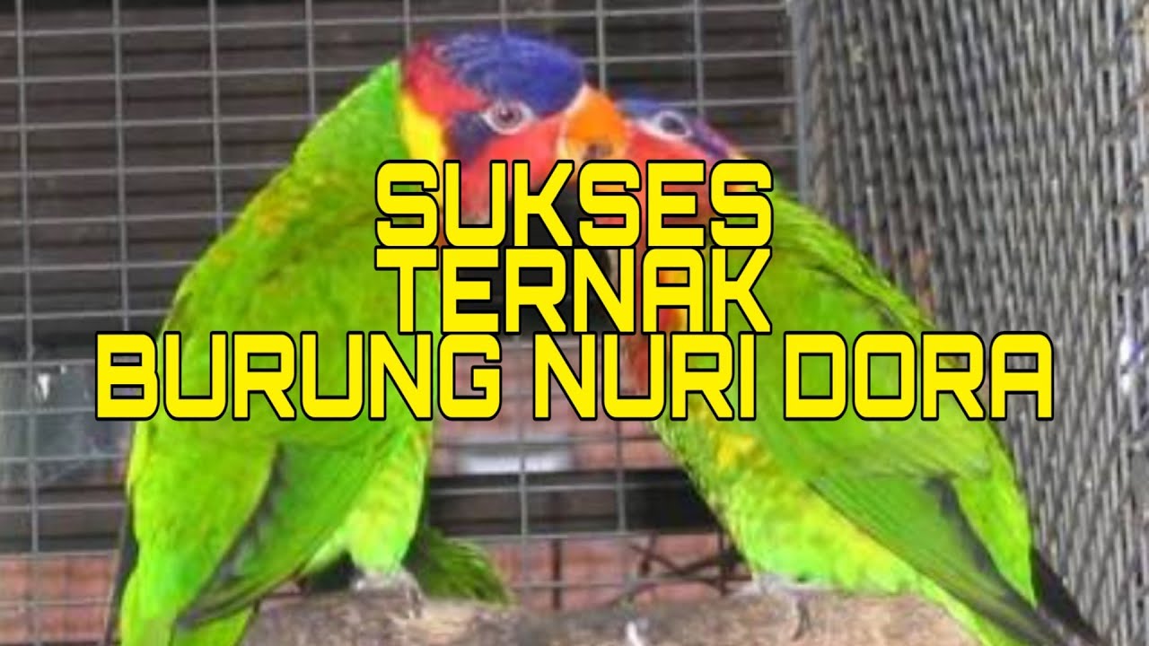 berhasil ternak burung nuri dora - YouTube