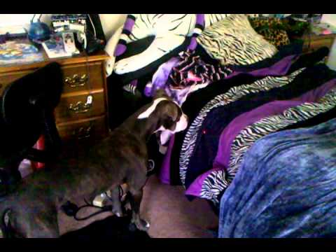 Dog chases laser pointer - YouTube