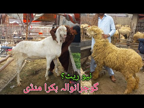 Kaka mundra chatra Rajanpuri bakra gulabi teda desi bakra chatra ...