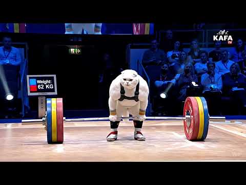 🐾 Catlympics 2025 – Kediler Arası Olimpik Halter Yarışması! 🏋️‍♀️🐱