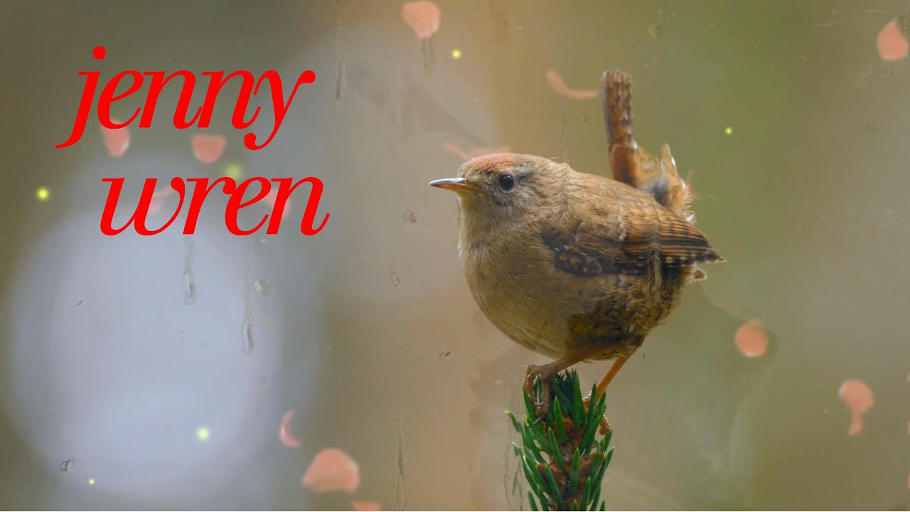 Jenny Wren: powerful, far-reaching song with chirping and cheerful ...