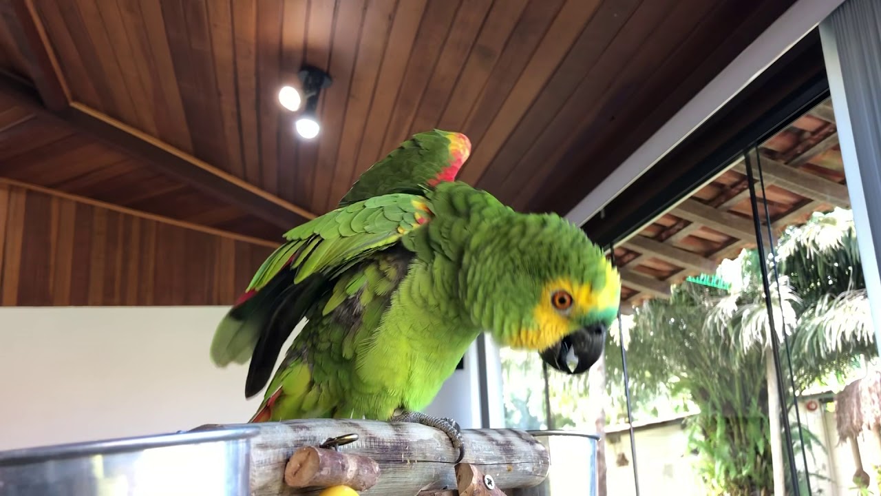 Papagaio-verdadeiro fêmea falando! #parrots #birds #funny #fun - YouTube