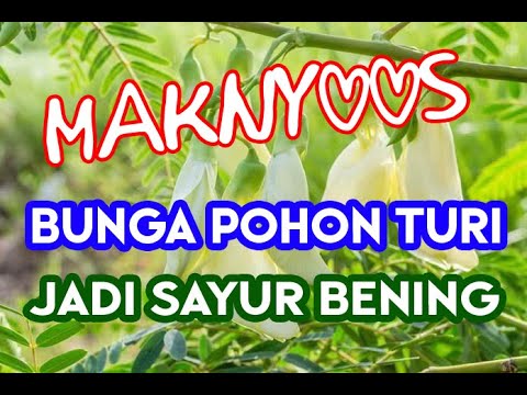 ADA YANG BARU TAHU, BUNGA POHON TURI BISA DIJADIKAN SAYUR BENING DAN ...