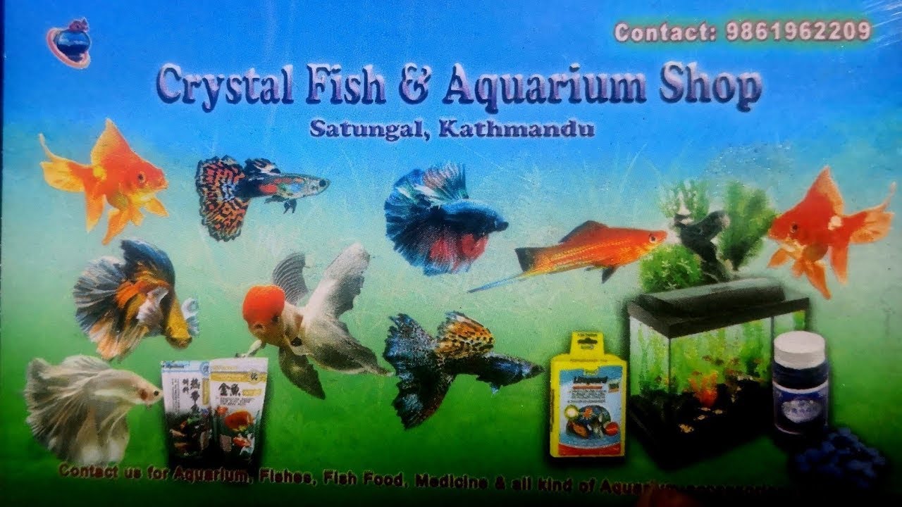 Aquarium Explorer Nepal- Crystal Aquarium ||Aquarium Nepal|| #aquariumnepal #aquariumshopnepal # ...