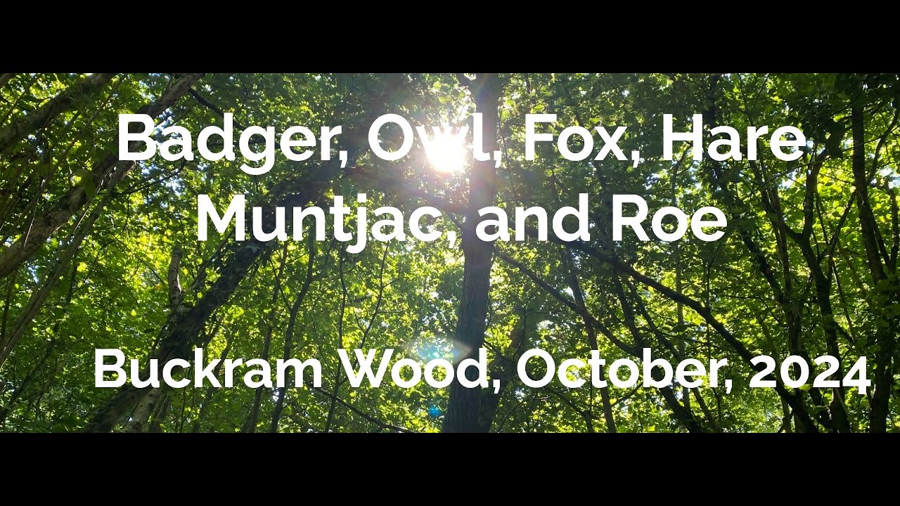 Badger owl fox hare muntjac roe - YouTube