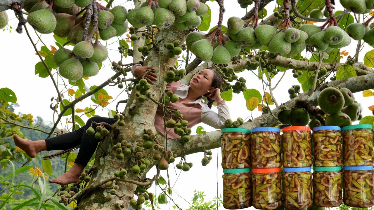 Harvesting Ngoa Fruit, Recipe for Pickling Garlic and Chili in a Jar to ...