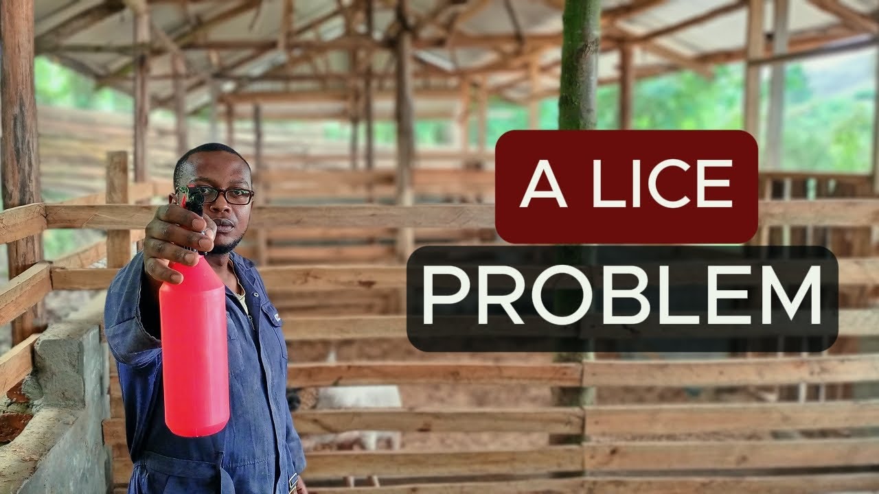 How to get rid of HOG LICE | lice infestation removal | cleaning lice ...