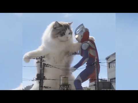 Super Cat😹#cat #catshorts #funny #viral #cats #Ultraman Cat
