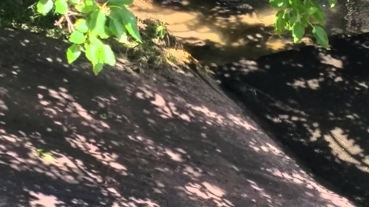 Ditch turtle going upstream part 2 - YouTube