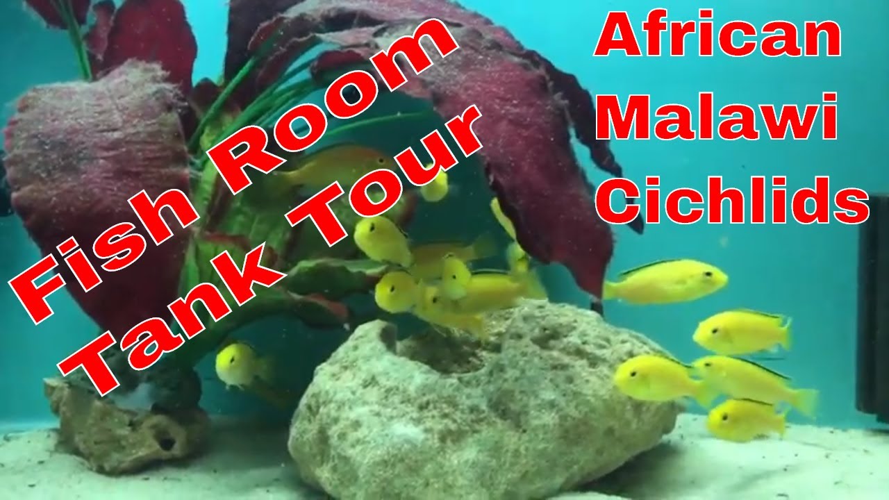 African Cichlid Fish Room Tour - Tank #1 - #6 in the African Cichlid ...