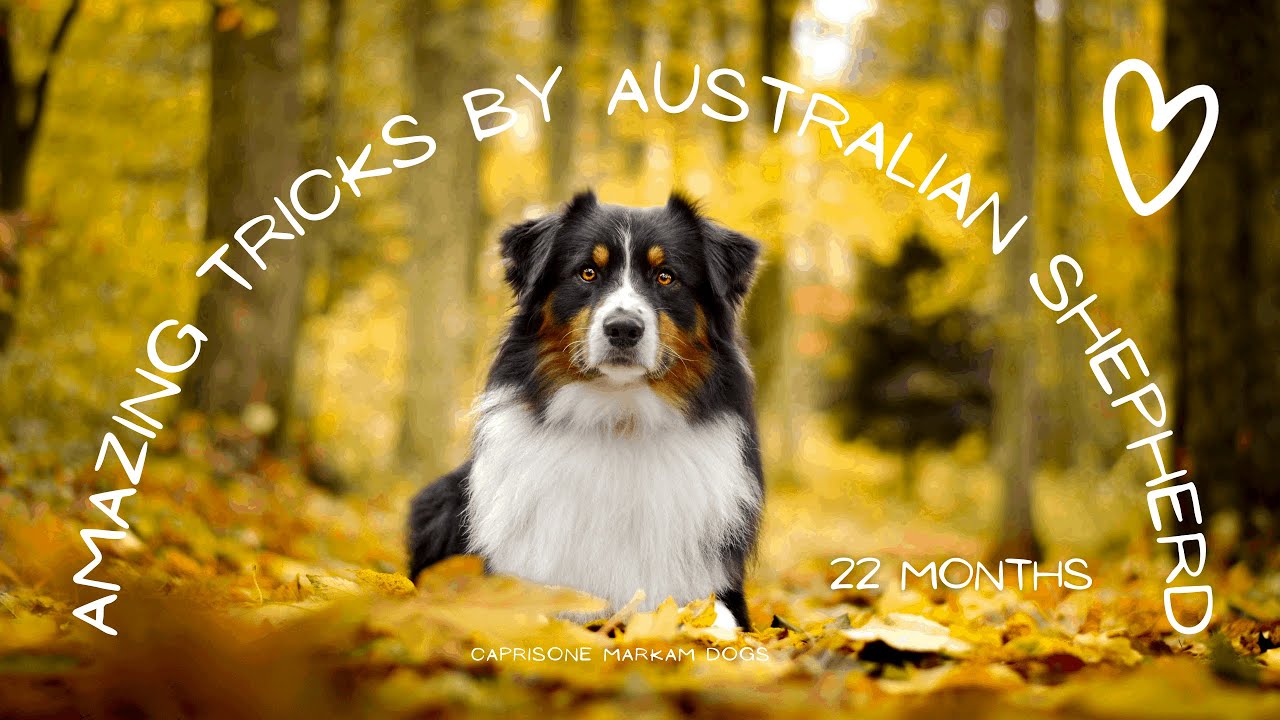Amazing tricks by Australian shepherd Caprisone - YouTube