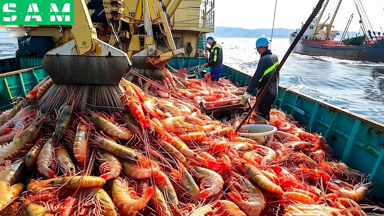 American Fishermen Use Robots to Catch ONE HUNDRED TONS OF SHRIMP ...