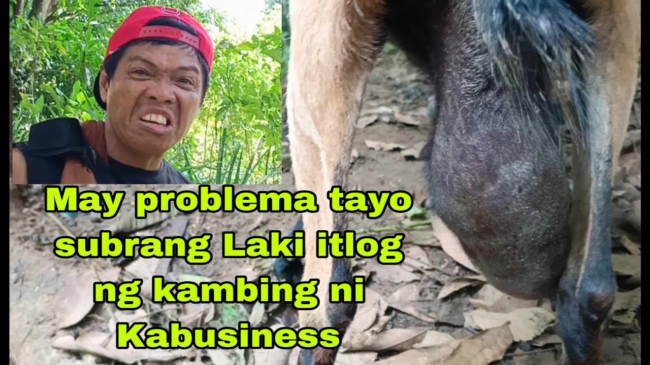 MAY CANCER ANG ITLOG NG KAMBING NI MRS KABUSINESS MALALA NA PALA ANG ...