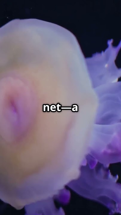 Brainless Jellyfish - YouTube