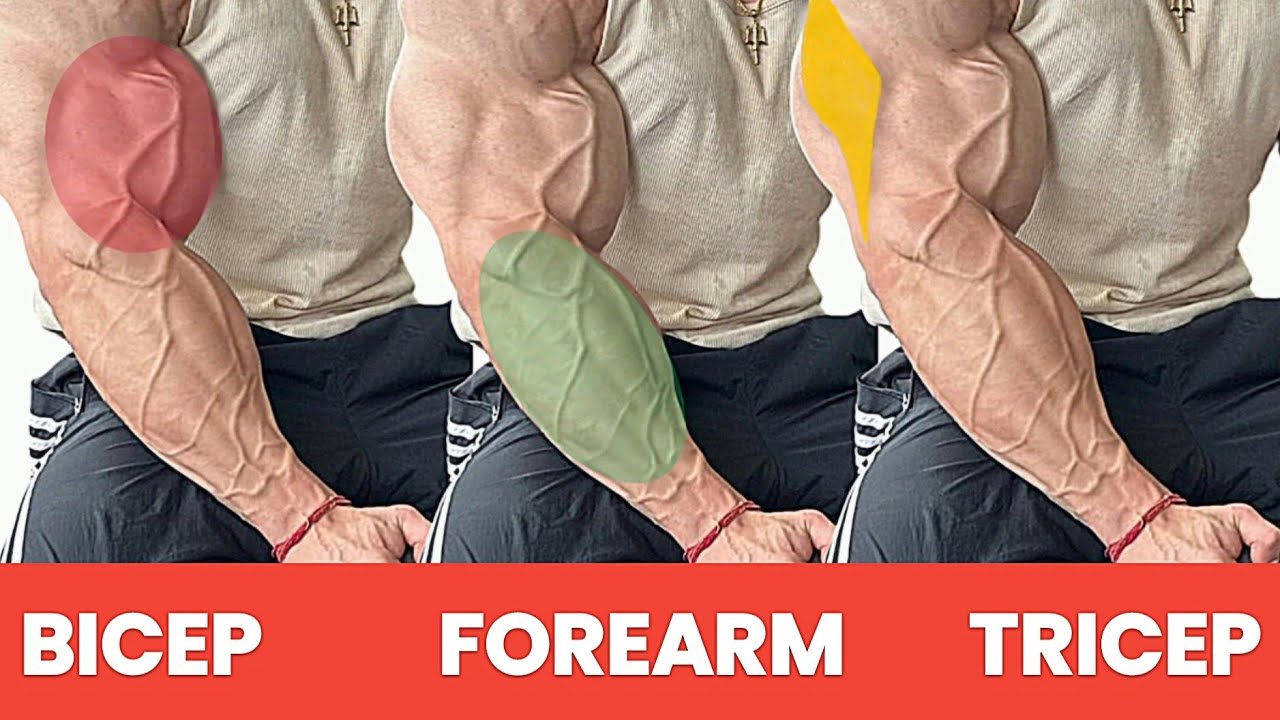 Forearm Exercises, Bicep Exercises & Tricep Exercises To Build Big Arm ...