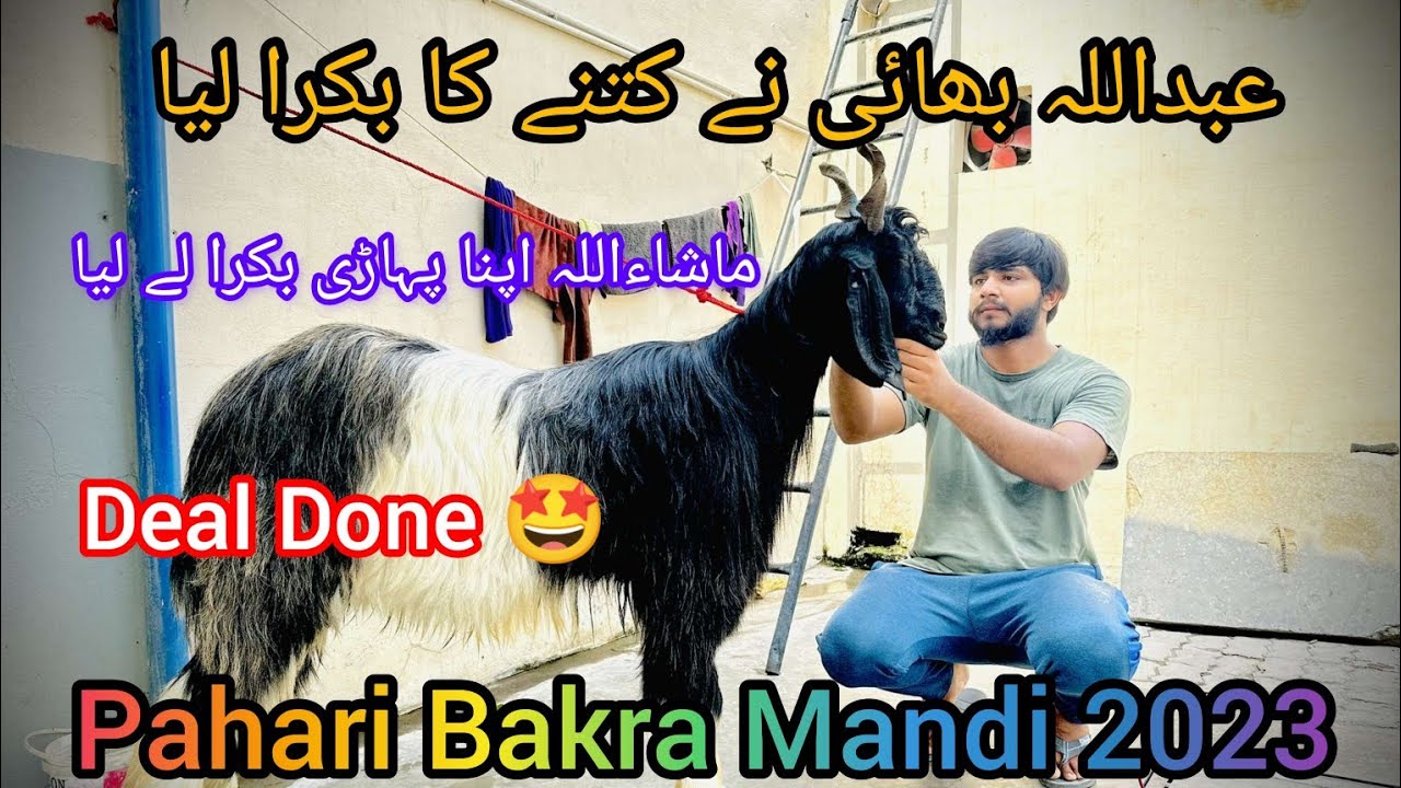 Apna Janwar Ly Liya Abdullah Bhai Ny 🤩🤩 | Pahari Bakra 2023 | Pahari ...