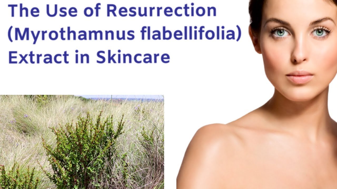 The Use of Resurrection (Myrothamnus flabellifolia) Extract in Skincare ...