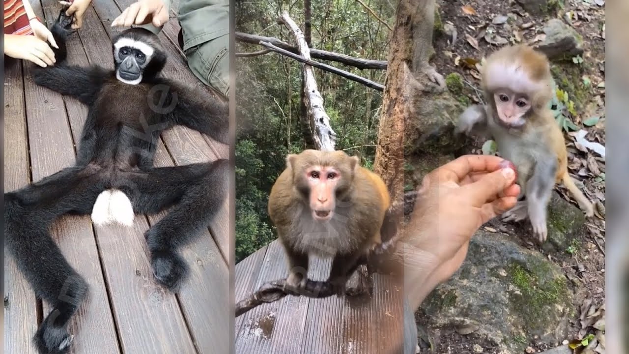 Monkey - This is one of the smartest monkeys in my country. - SVA - YouTube
