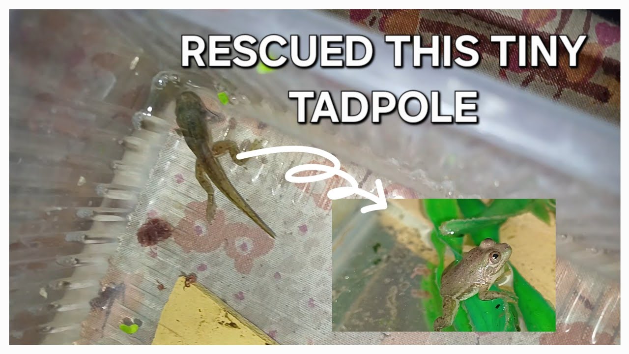 EMERGENCY FISH TRANSFER || RESCUED A TADPOLE || TADPOLE UPDATE || # ...