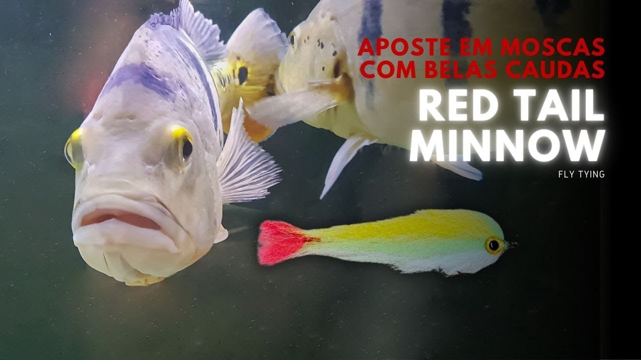 A Red Tail Minnow enlouquece os Tucunarés - #lazariflyfishing # ...