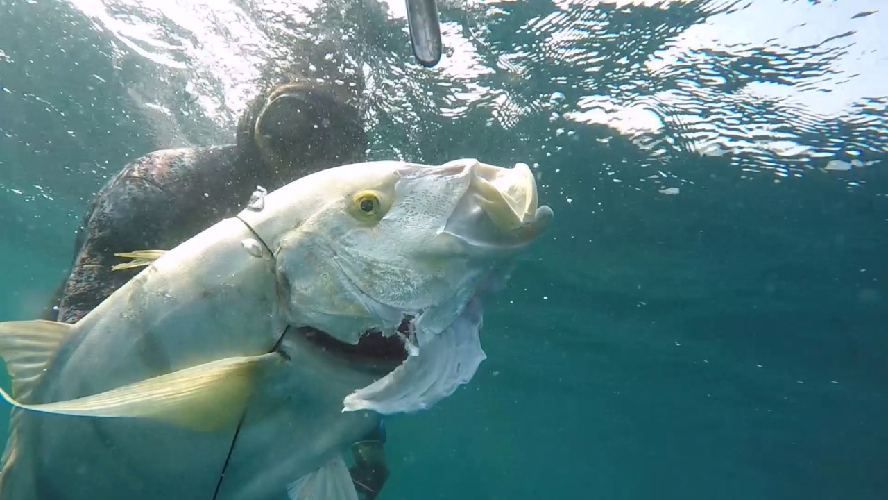 Dubai Spearfishing - YouTube