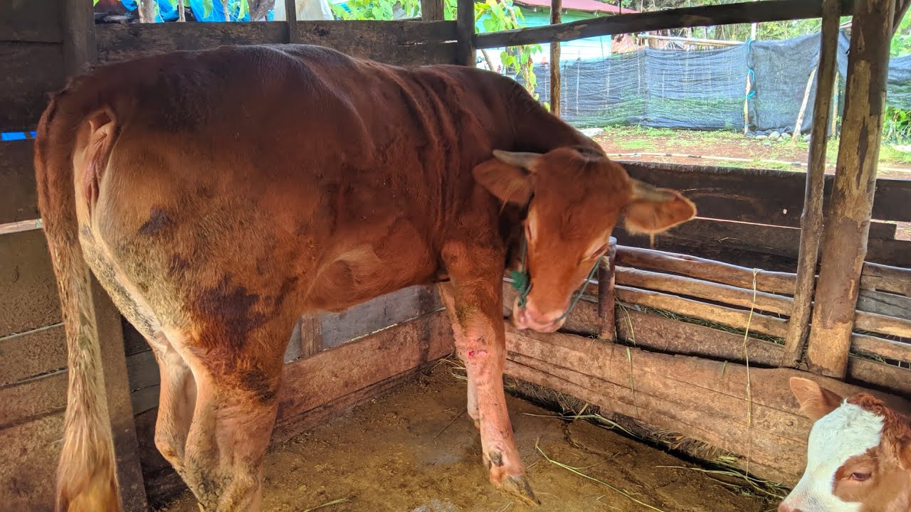 lembu semental India keren😅 - YouTube