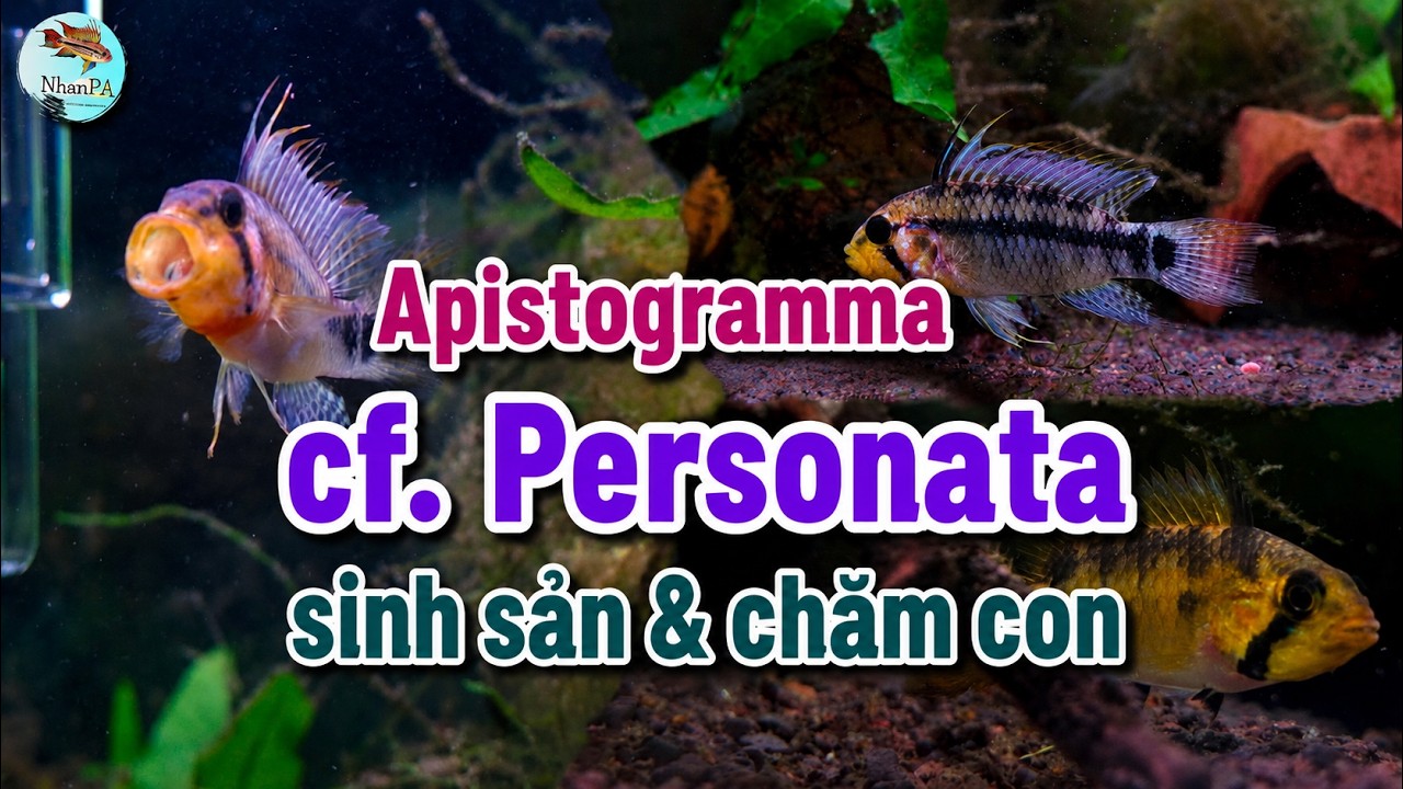 Apistogramma cf. Personata sinh sản và chăm con | Cá phượng hoàng hoang ...