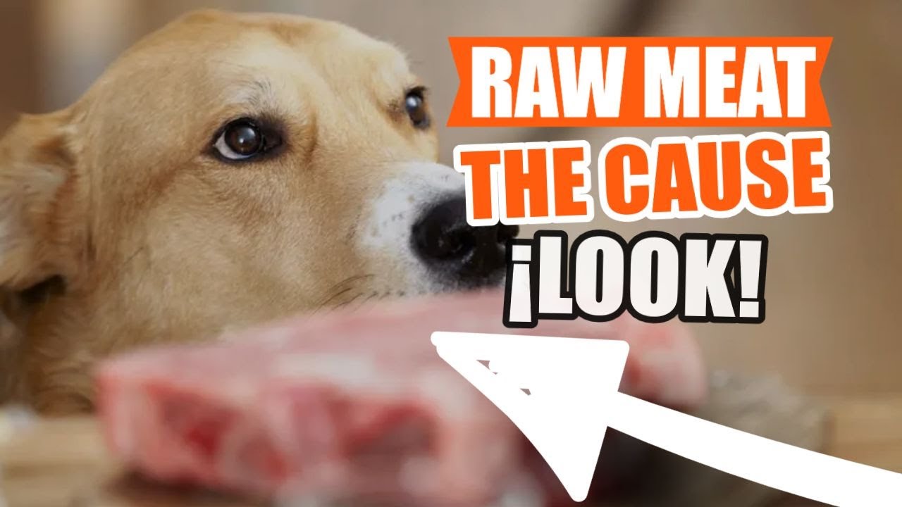 NEOSPOROSIS in DOGS: 🐶👇Symptoms, Causes and What to Do - YouTube